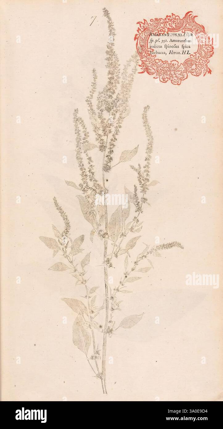 Flora Berolinensis, Berlin, Die Schule, 1757-1758, Amaranthus spinosus ...