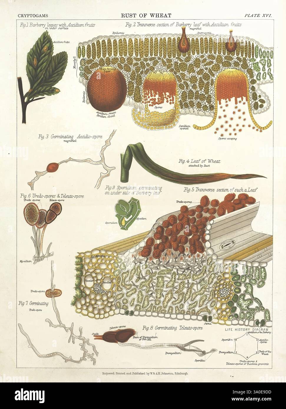 Detailed depictions of various stages hi-res stock photography and ...