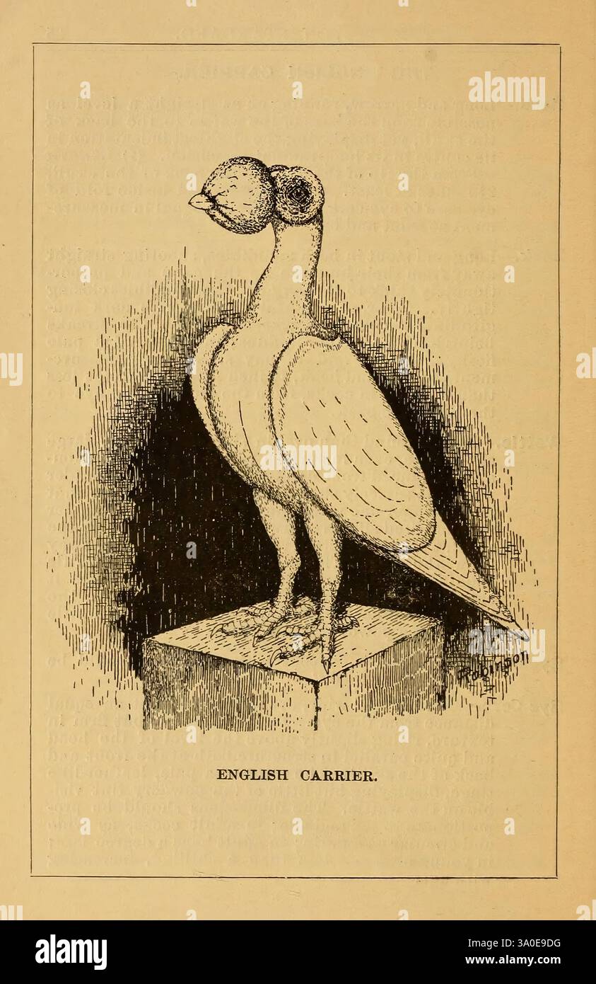 The Pigeon Standard Boston, C.E. Twombly [c1900] Pigeons, An ...