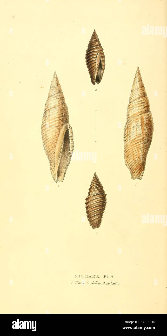 Zoological illustrations, or Original figures and descriptions of new ...