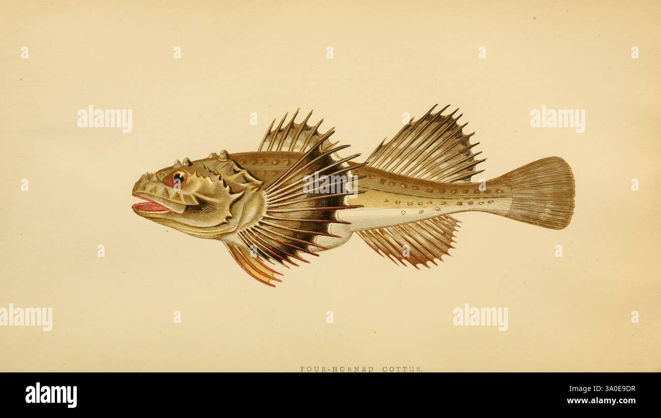Coloration highlights subtle shades of beige hi-res stock photography ...