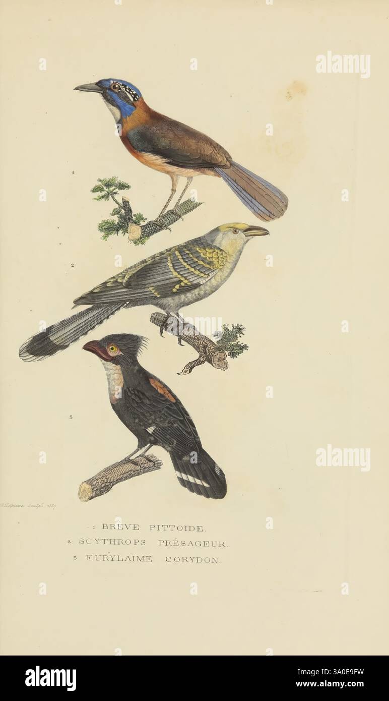 Harmonious yet distinct appearance hi-res stock photography and images ...