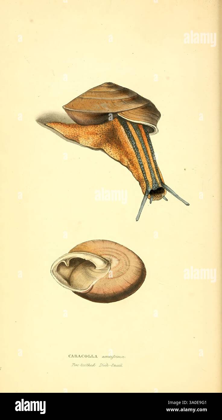 Zoological, illustrations, or Original, figures, and, descriptions, of ...