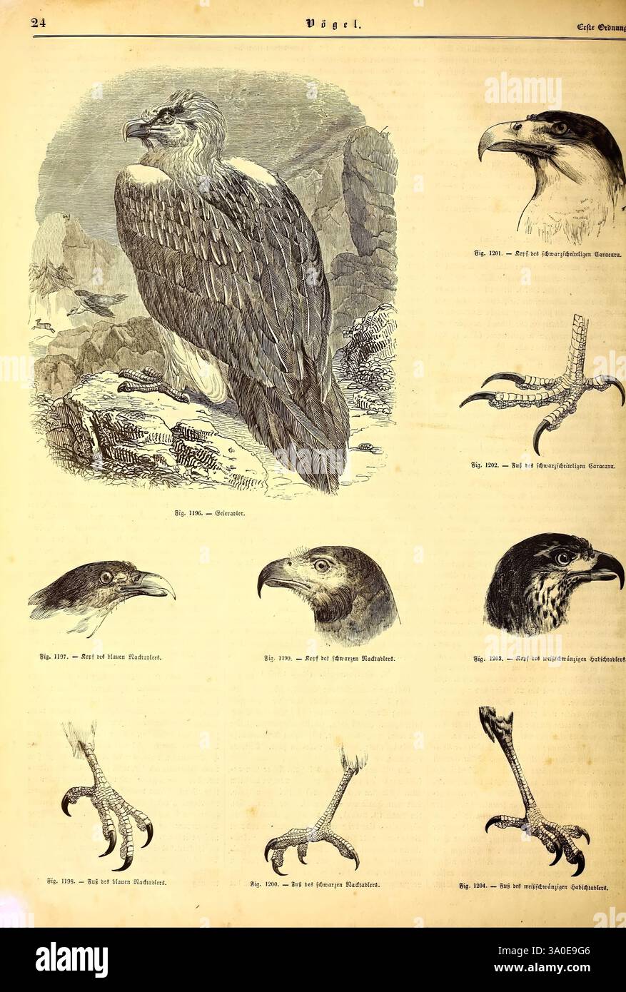 Illustrated, natural history of the animal kingdom, Leipzig, J.J. Weber ...