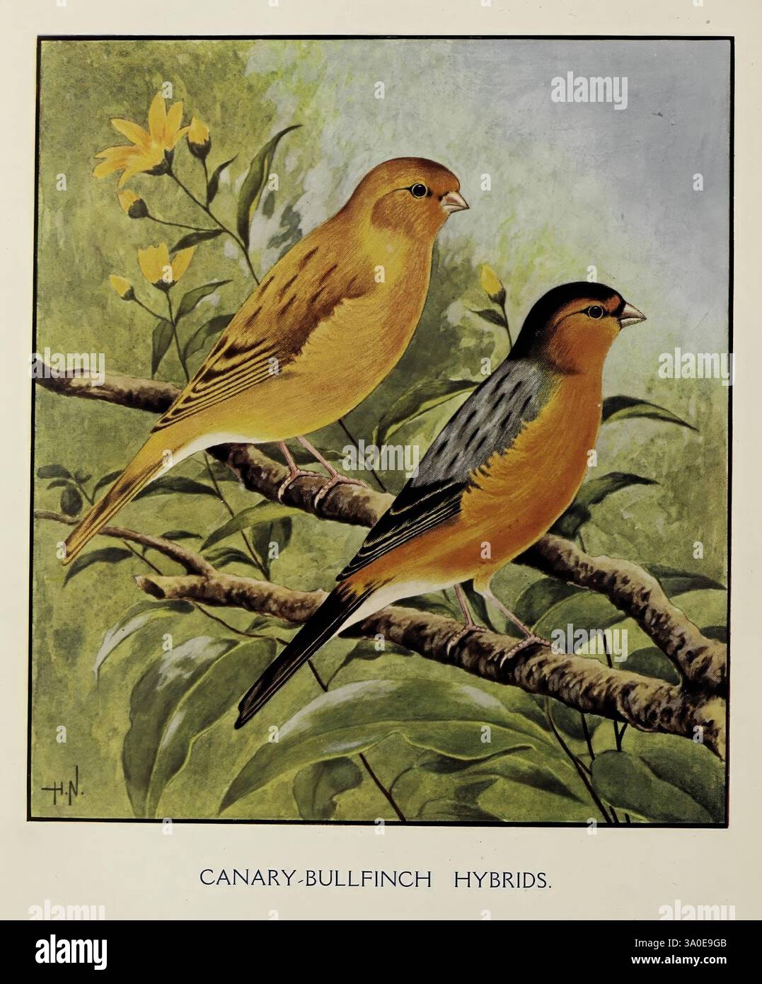 Bird, World, Magazine, London, birds, cage birds, canaries, periodicals ...