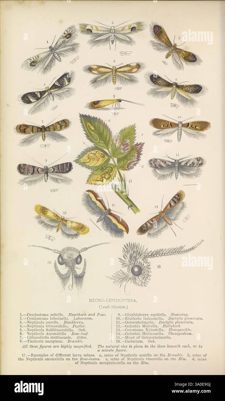 Curiosities of Entomology, 1871, Color Entomology, Gold-blocked ...