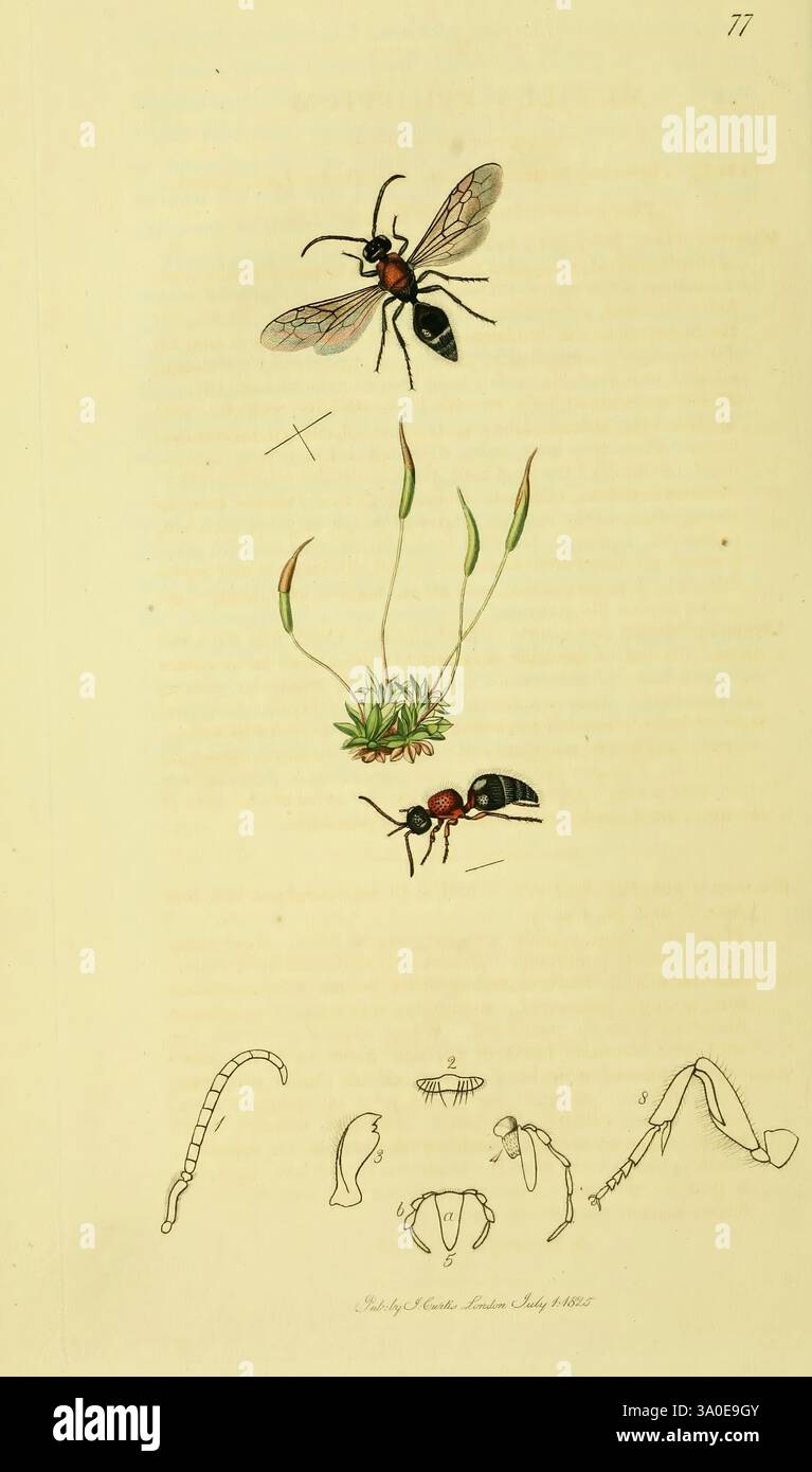 Heads of different proportions hi-res stock photography and images - Alamy