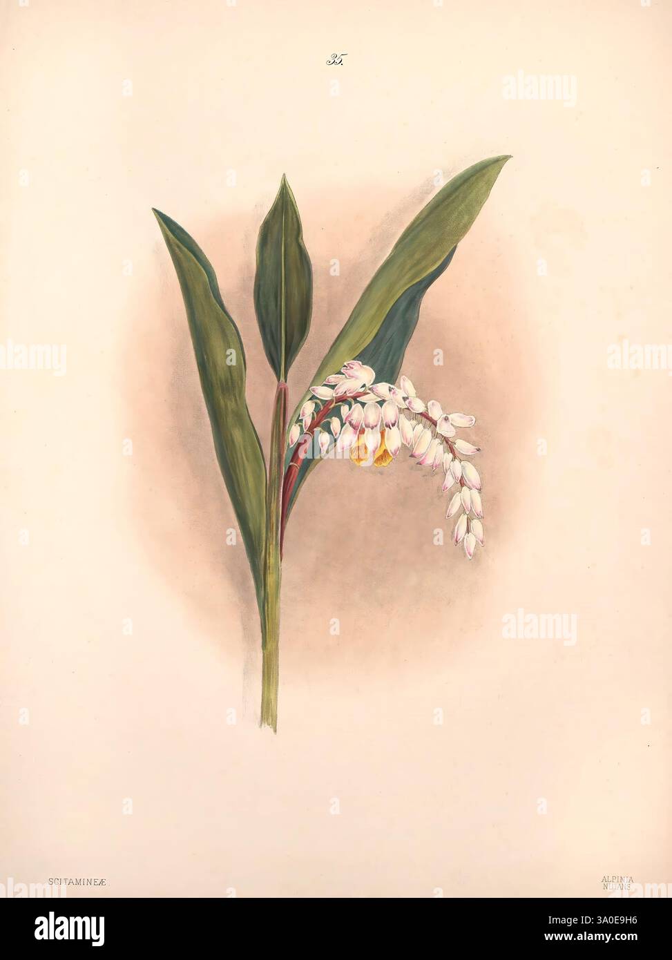 Brazilian flowers drawn from nature in the years 1880-1882, Coombe ...