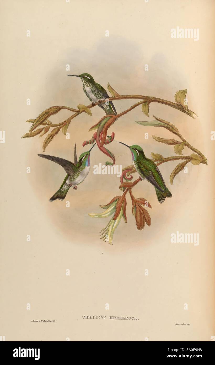 A monograph of the Trochilidae, or family of humming-birds. London ...