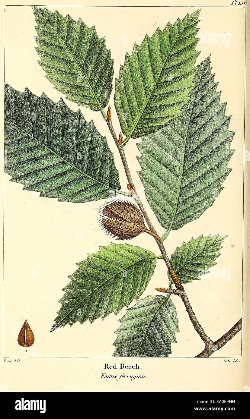 Fagus ferruginea hi-res stock photography and images - Alamy