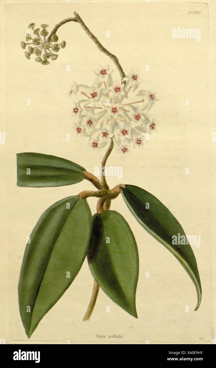 The Botanical Cabinet London John & Arthur Arch 1817-1833, A botanical ...