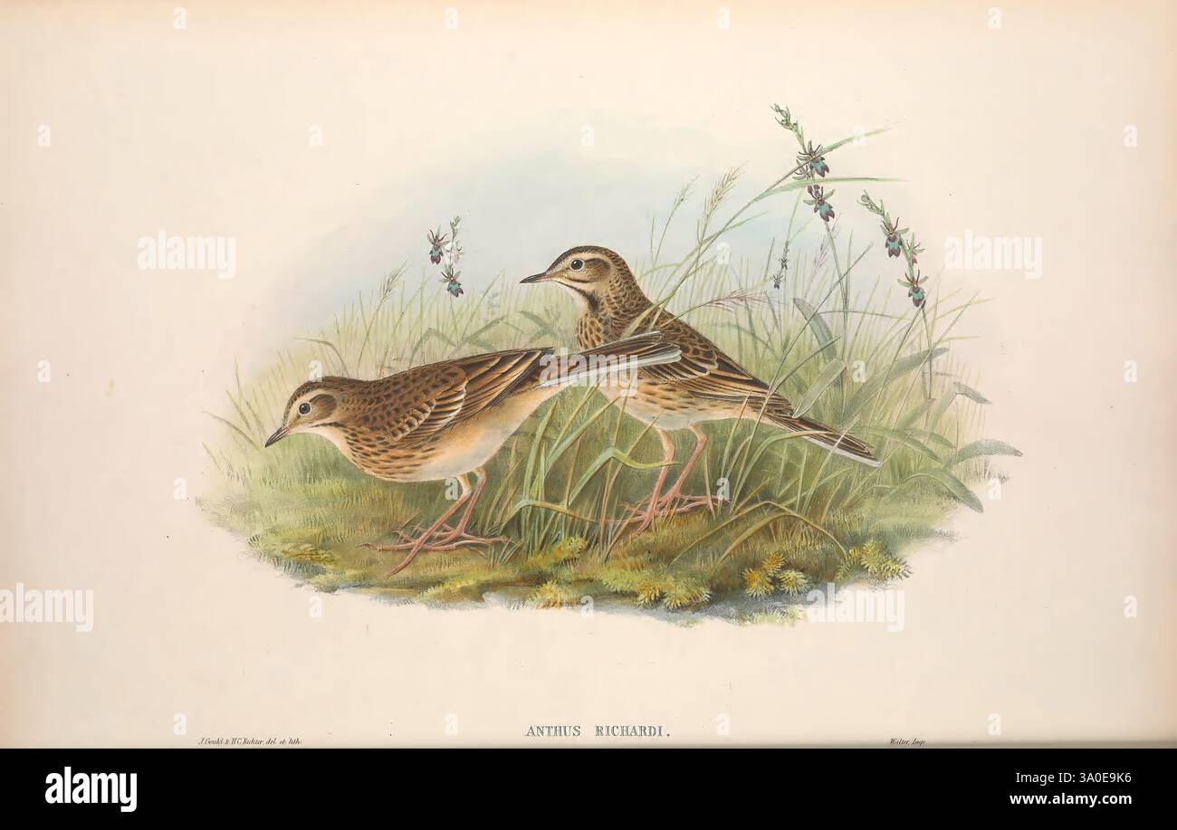 Scene features two slender birds hi-res stock photography and images ...