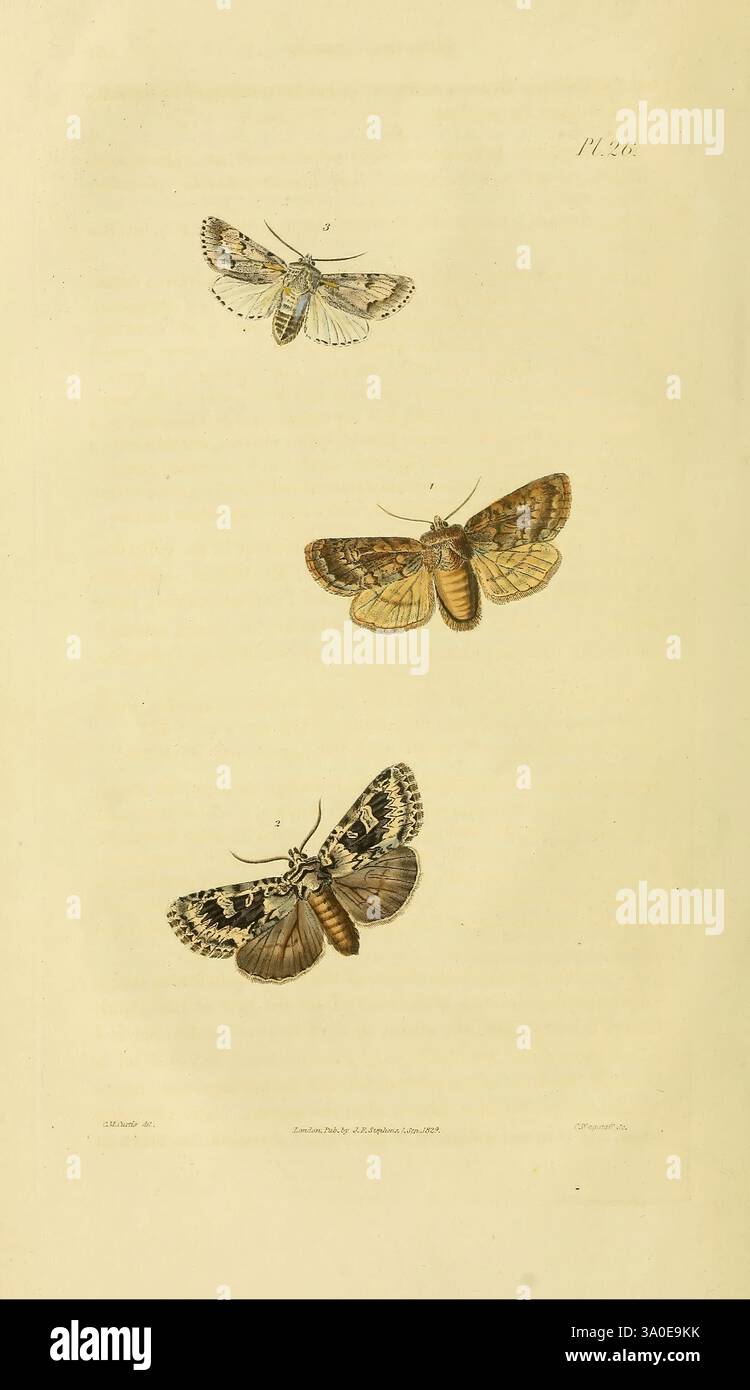Illustration features three distinct species of moths hi-res stock ...