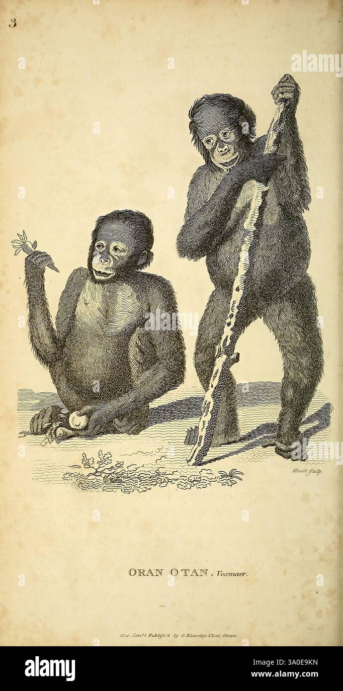 General zoology, or Systematic natural history, London, Printed for G ...