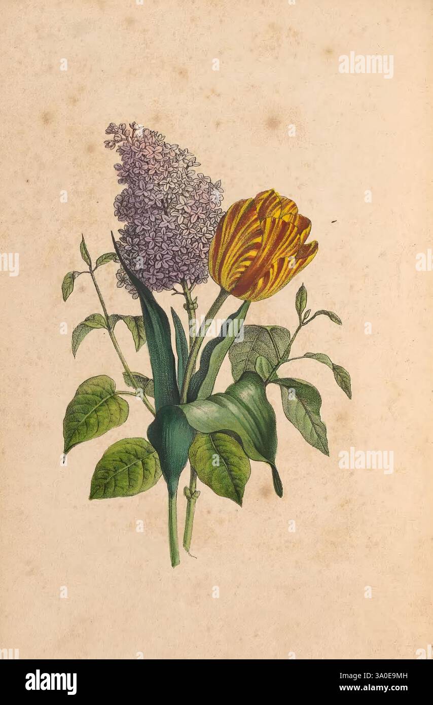 Lilacs rich colors hi-res stock photography and images - Alamy