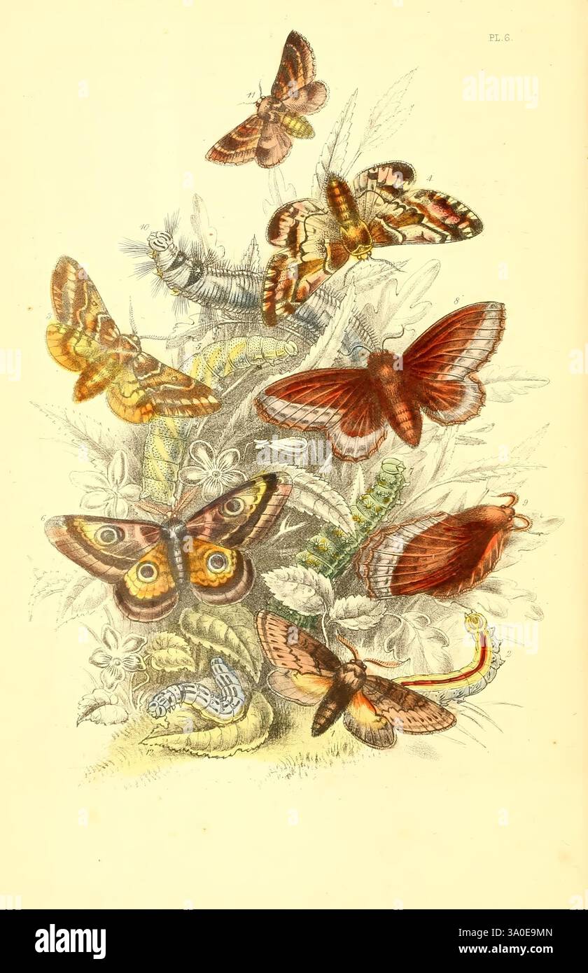 Moths gracefully hi-res stock photography and images - Alamy
