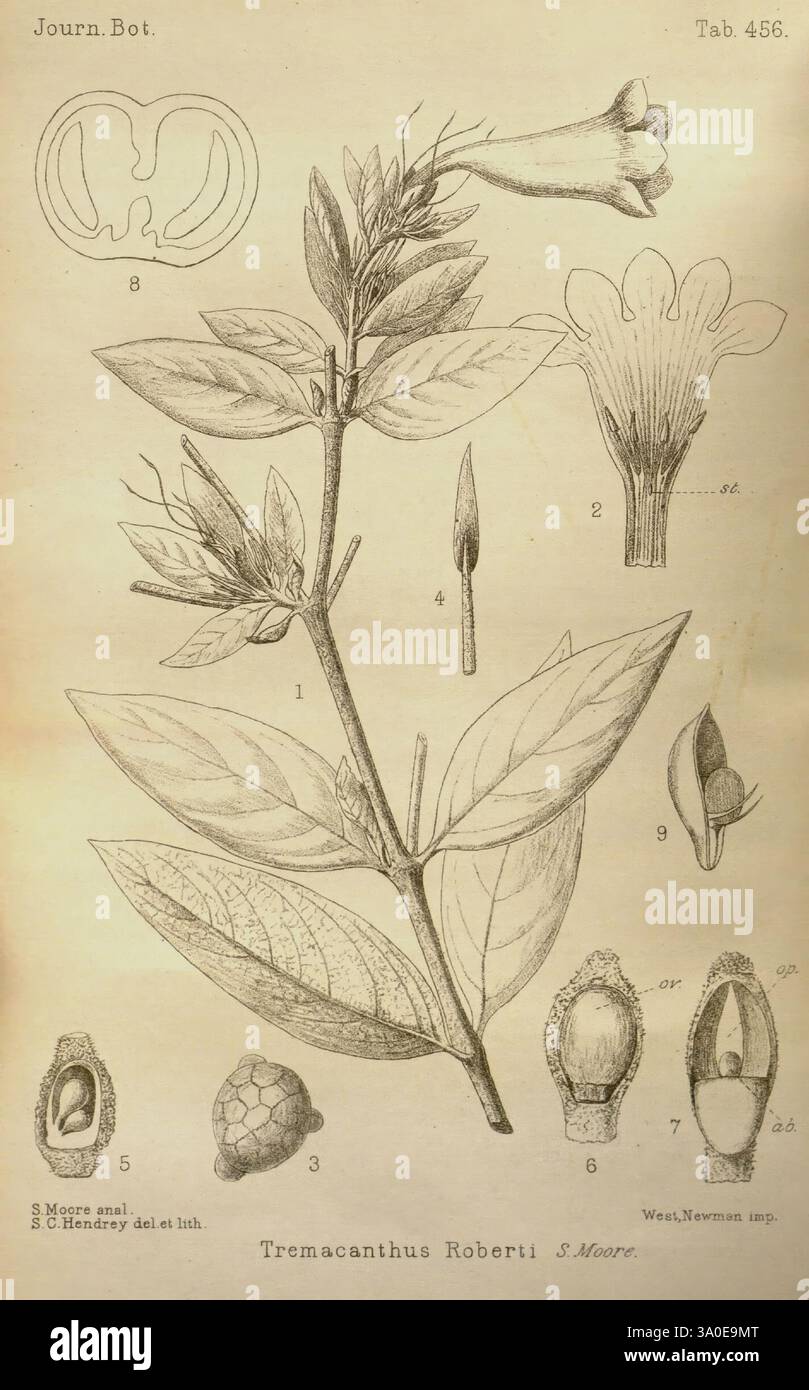 Tubular flower displays hi-res stock photography and images - Alamy