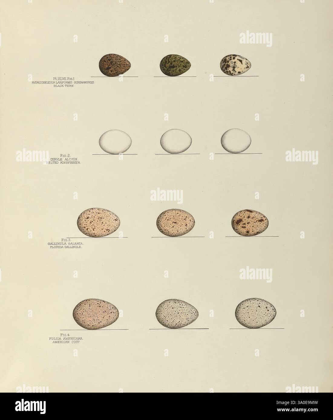 Final row reveals another set of eggs hi-res stock photography and ...