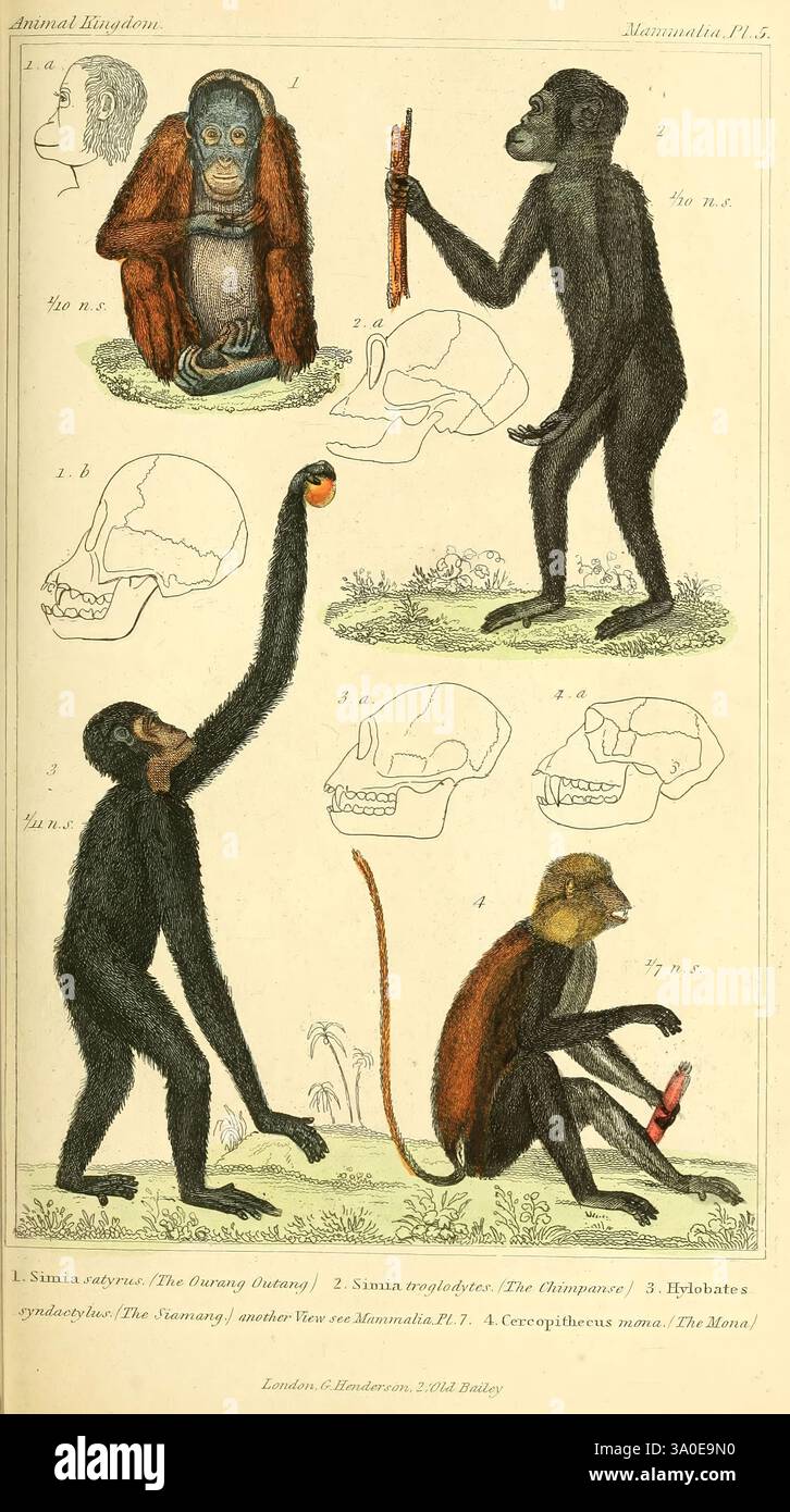 The animal kingdom, arranged according to its organization, serving as ...