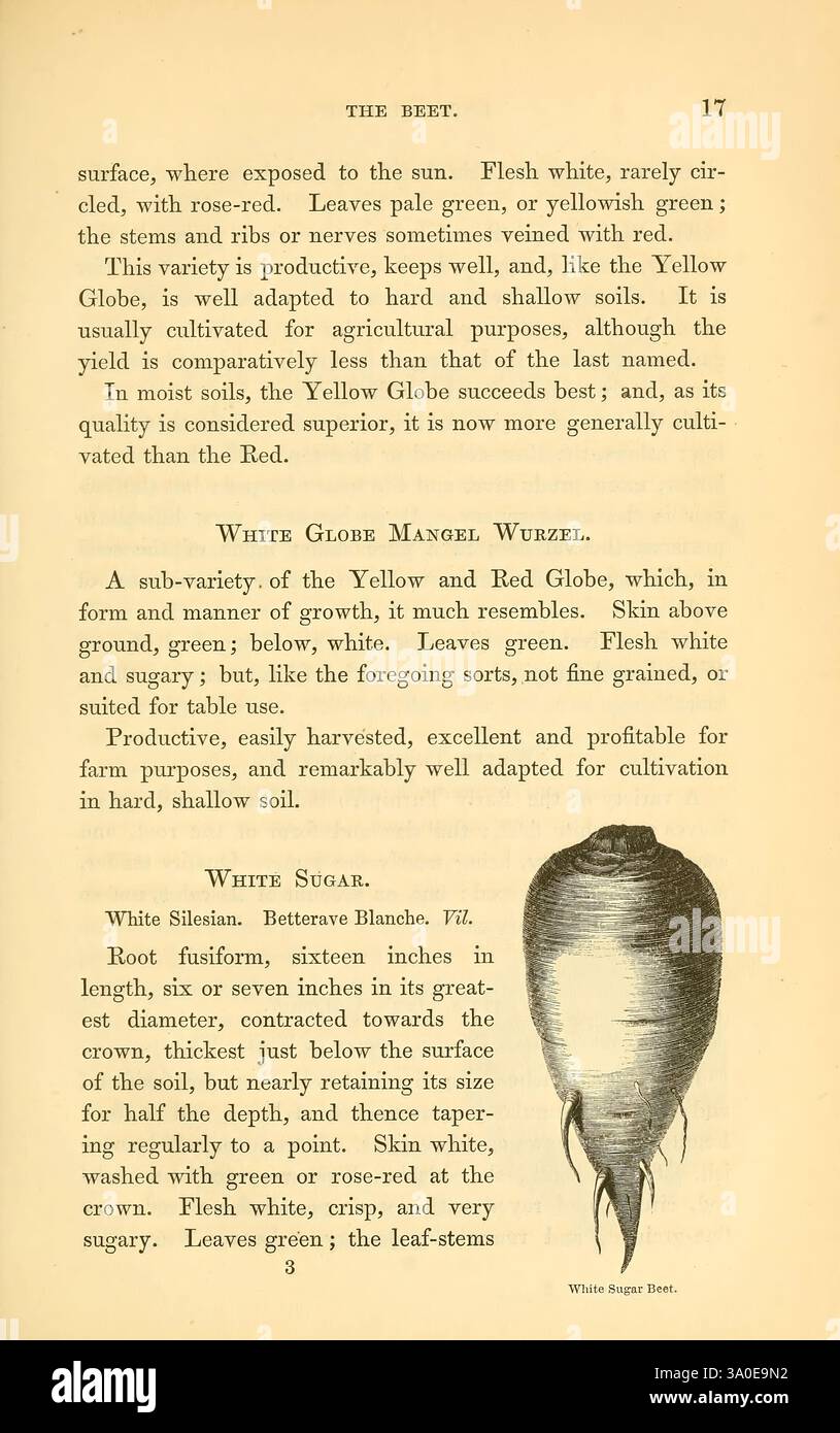 Description of various types of beets hi-res stock photography and ...