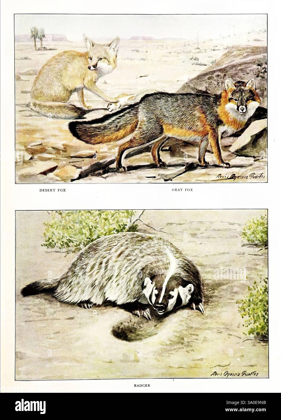 The larger North American mammals Washington, 1916 North America ...