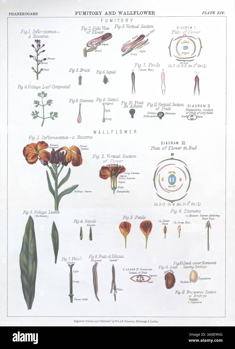 Alongside detailed depictions of reproductive parts hi-res stock photography and images - Alamy