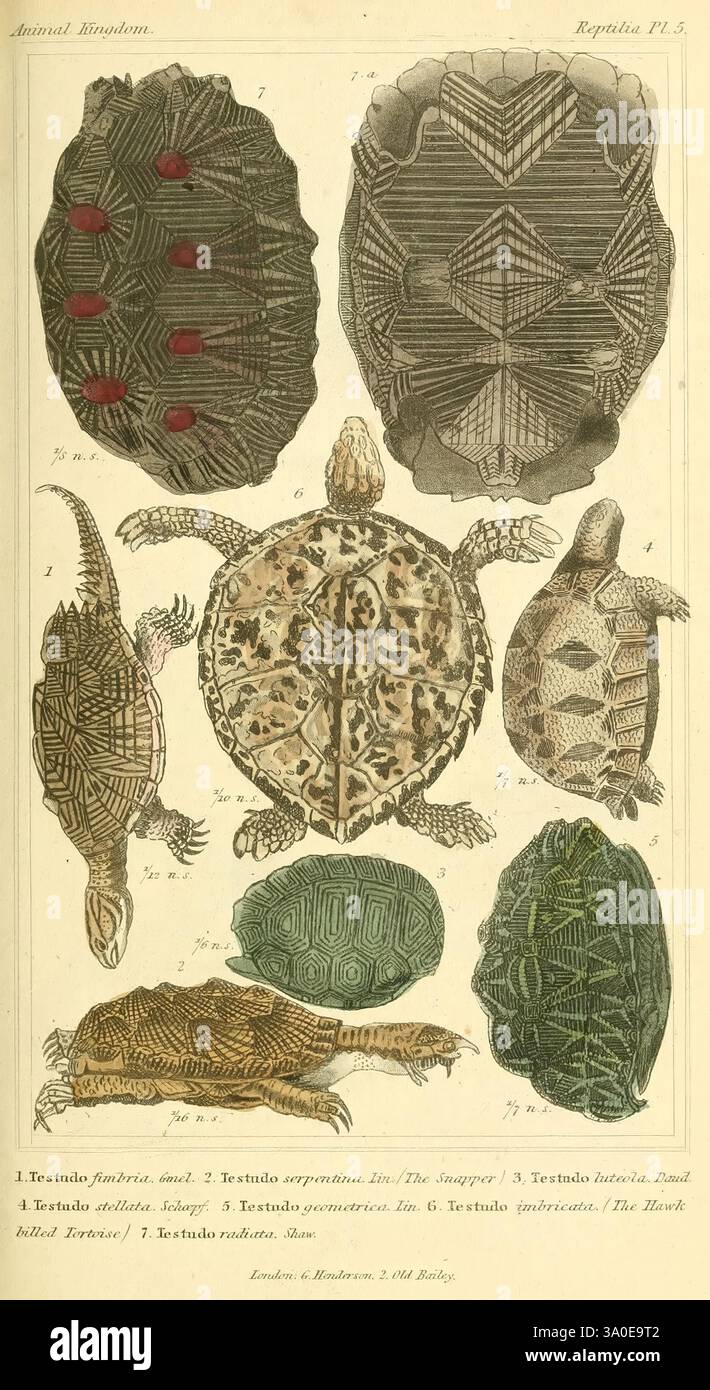 Top row showcases tortoise radiata hi-res stock photography and images ...