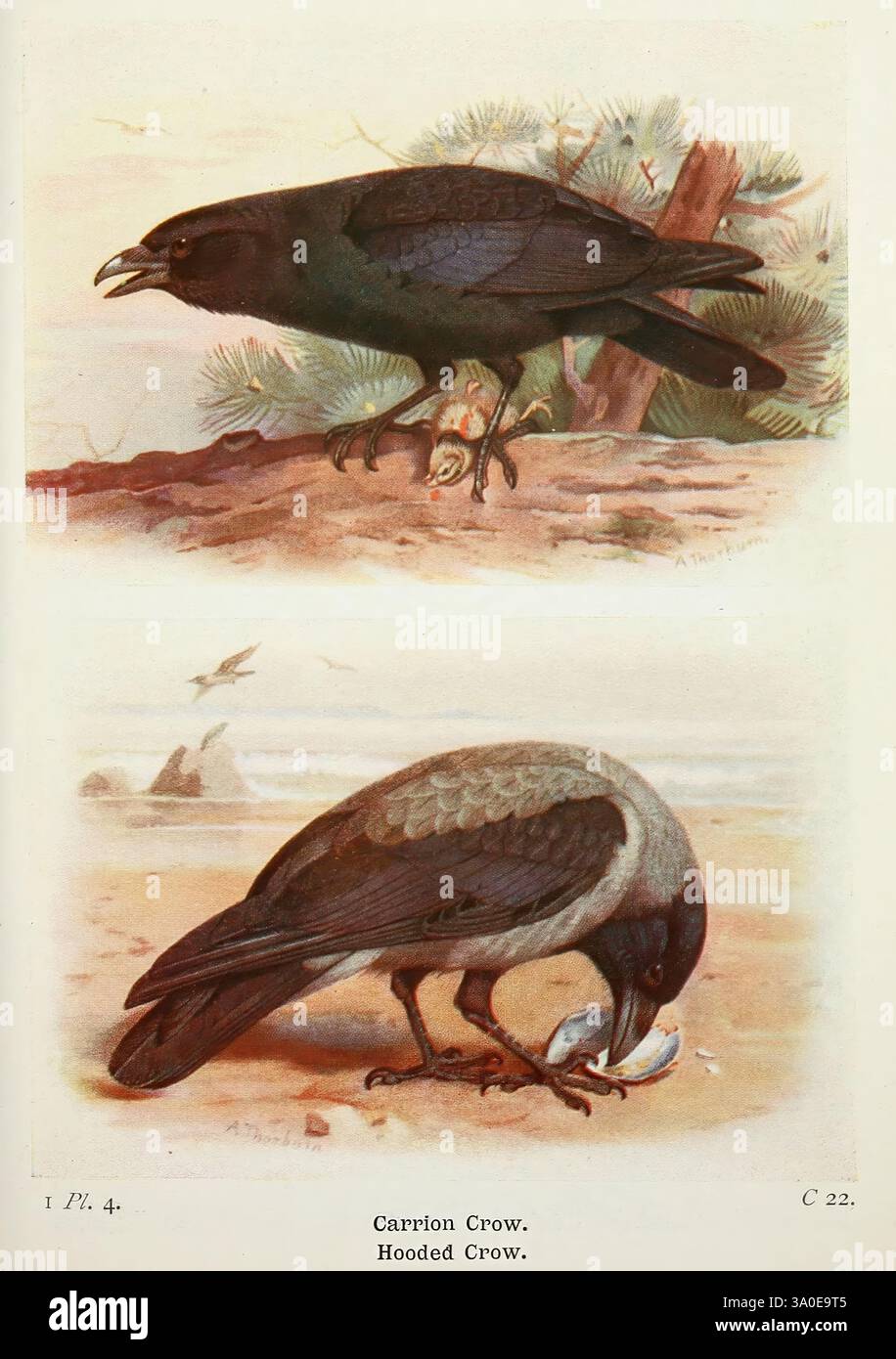 Two distinct species of crows hi-res stock photography and images - Alamy