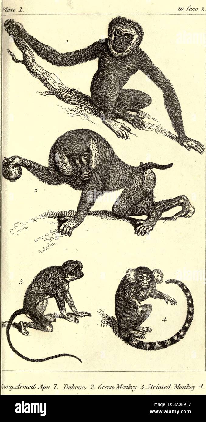 Natural history of animals london harvey hi-res stock photography and ...