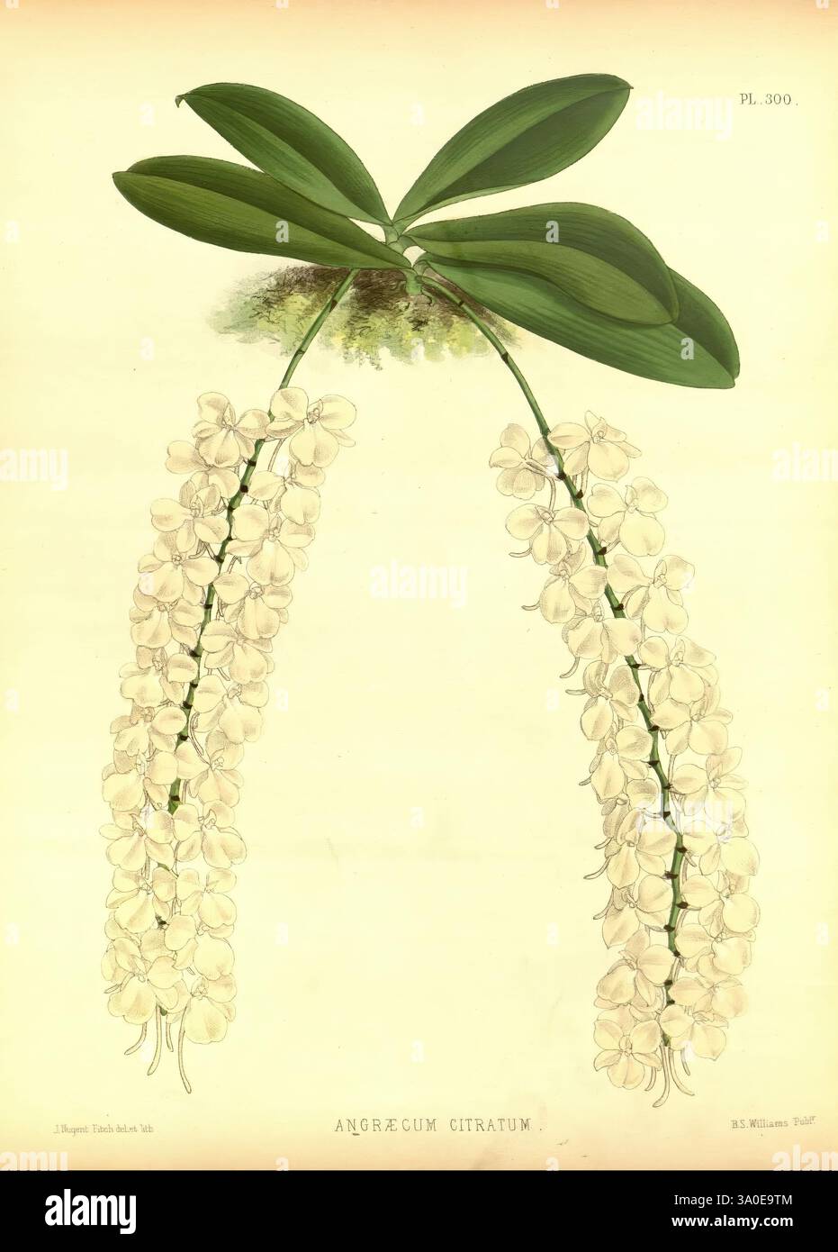 Elongated clusters of delicate white flowers hi-res stock photography ...
