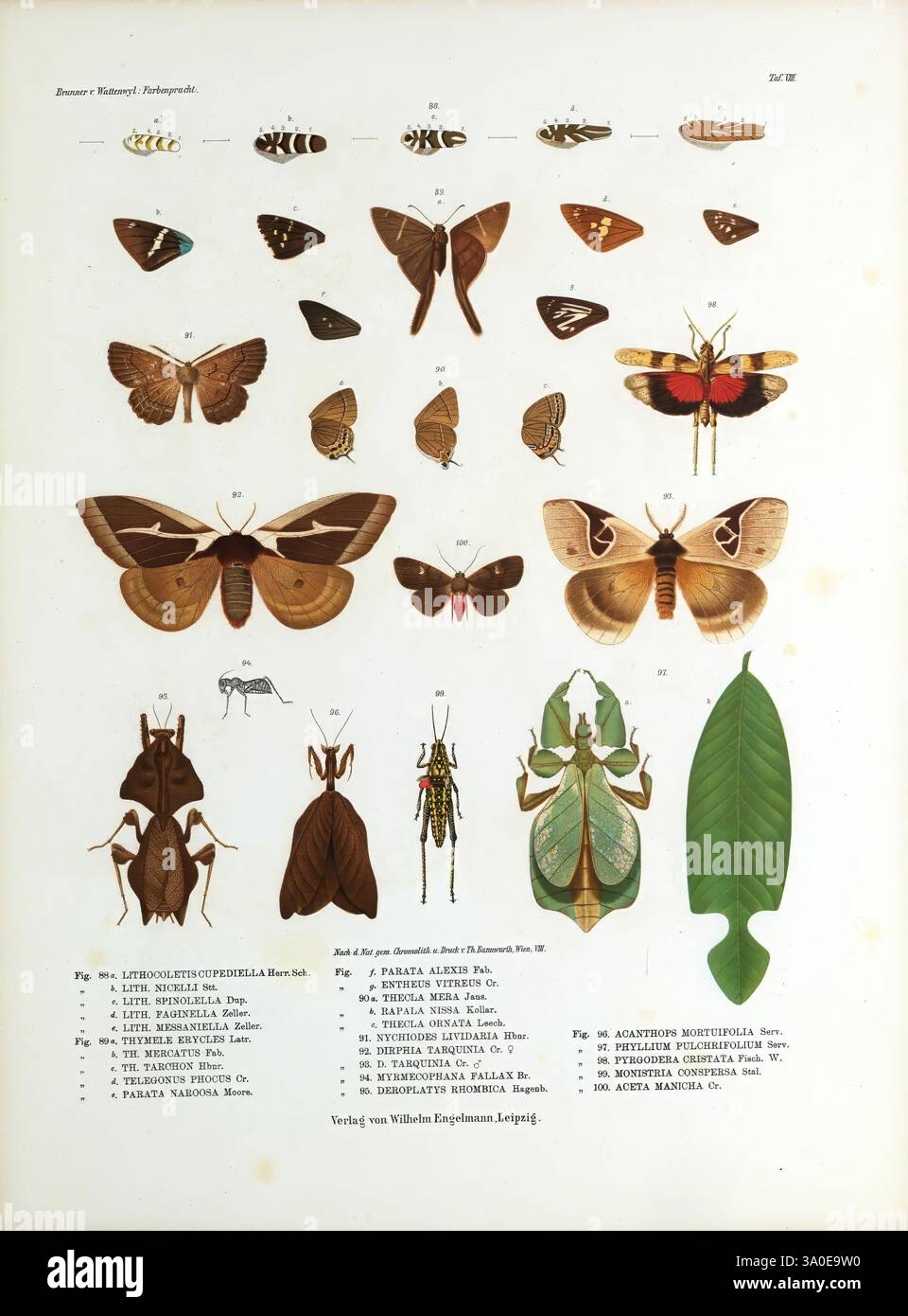 Diversity of lepidopteran life hi-res stock photography and images - Alamy