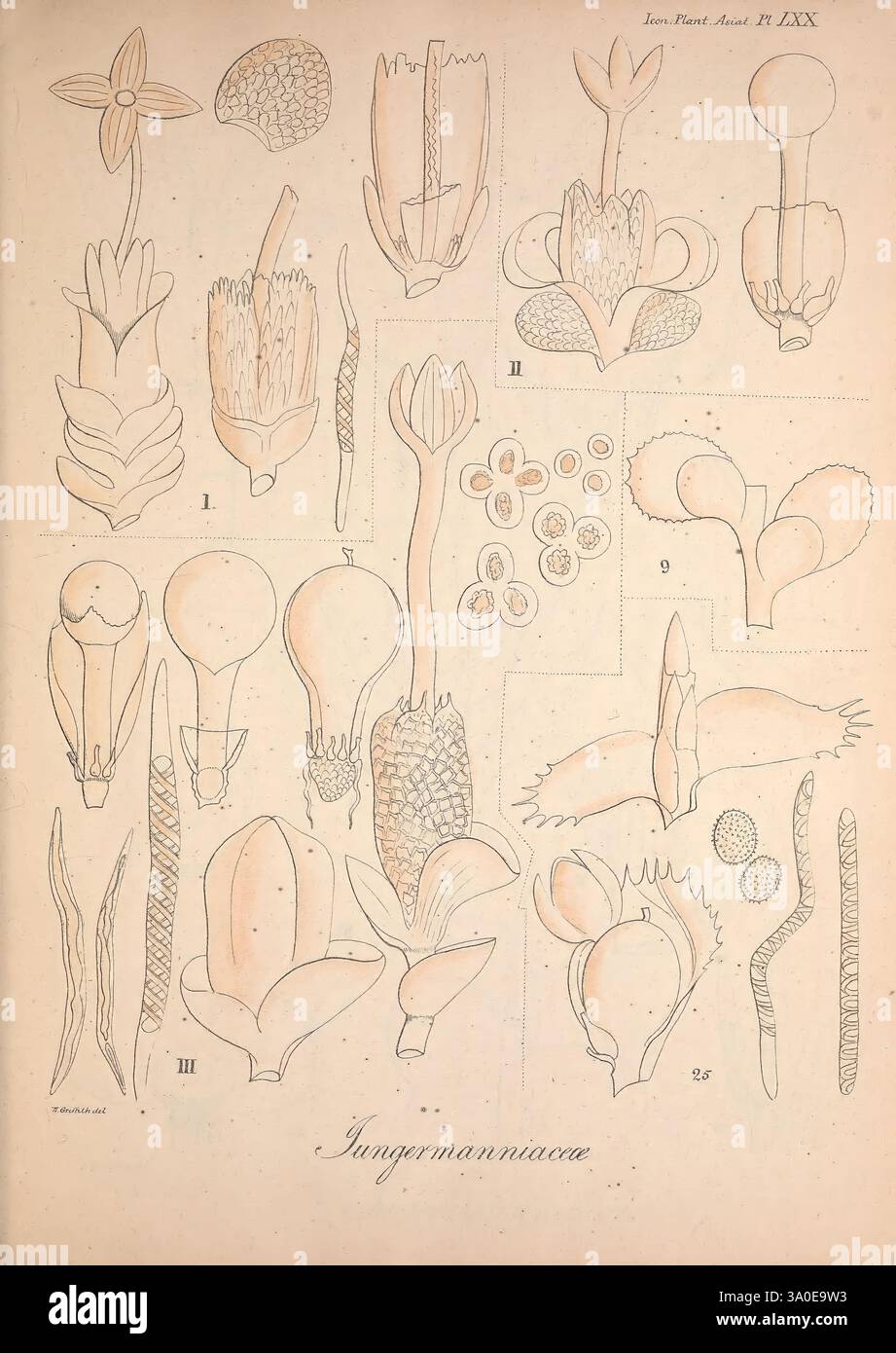 Labeled figure highlights distinct floral hi-res stock photography and ...