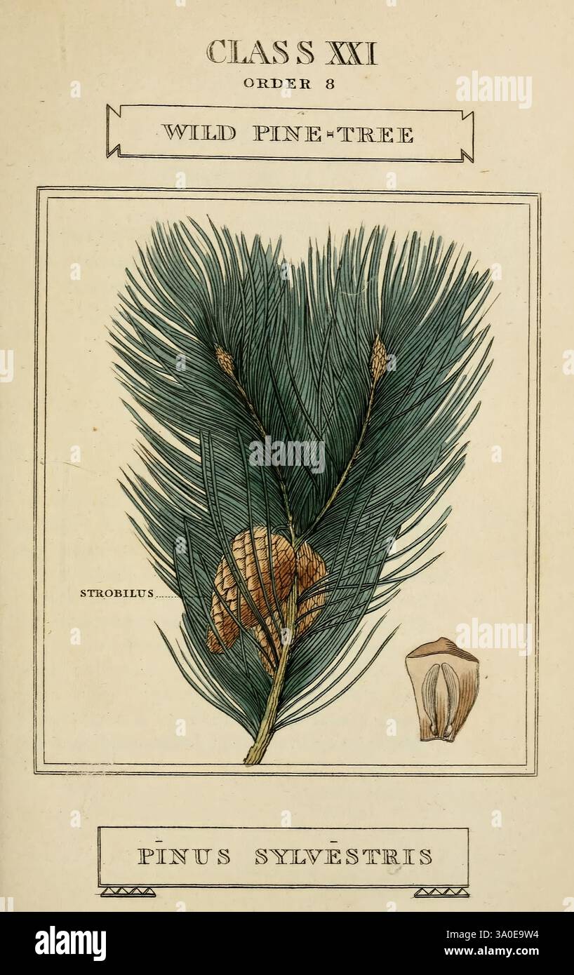 Elements of the science of botany, London, Printed by T. Bensley for J ...