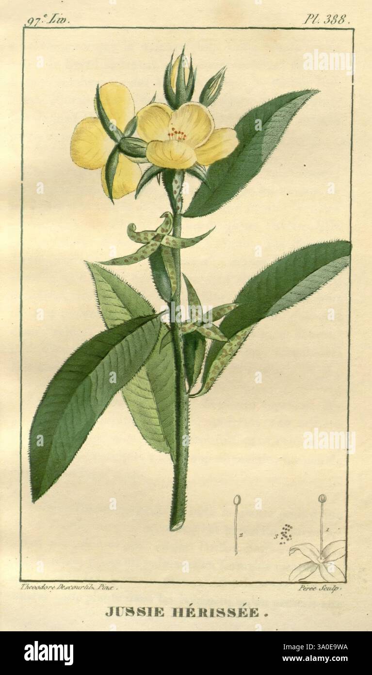 Flore médicale des Antilles, ou, Traité des plantes usuelles, Paris ...