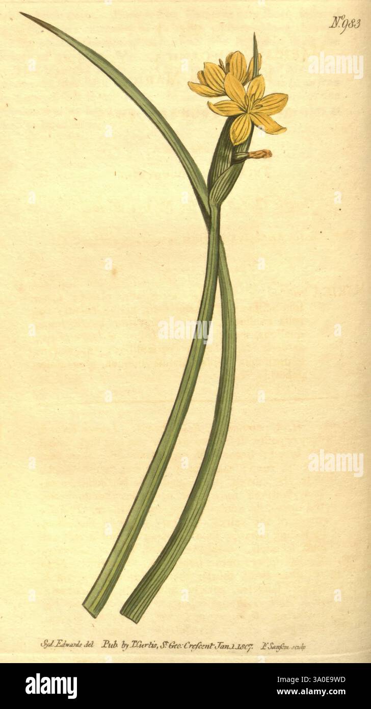 Family iridaceae sydenham teast edwards north america hi-res stock ...