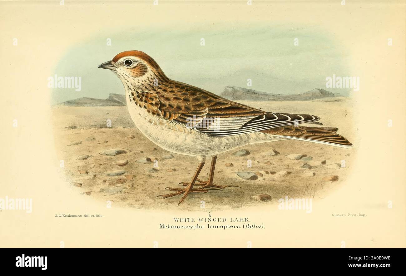 Coloured, figures, of, the, birds, of, the, British, Islands, issued ...