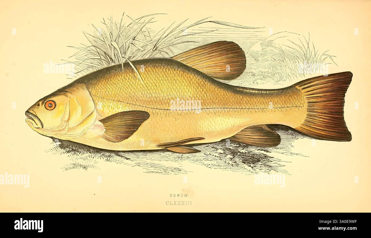 A history of the fishes of the British Islands 1862-65 Great Britain ...