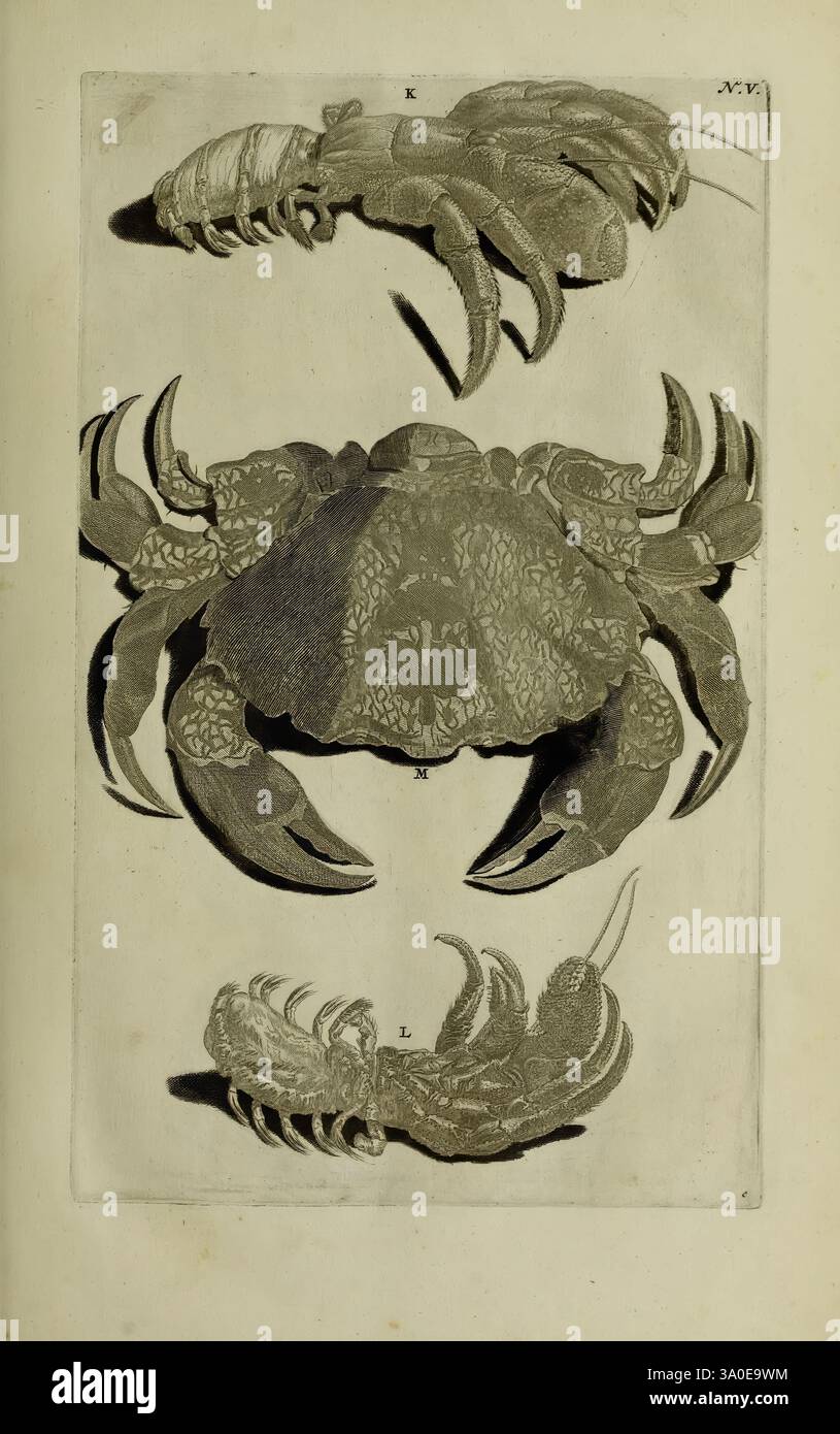 Bottom displays another type of lobster hi-res stock photography and ...