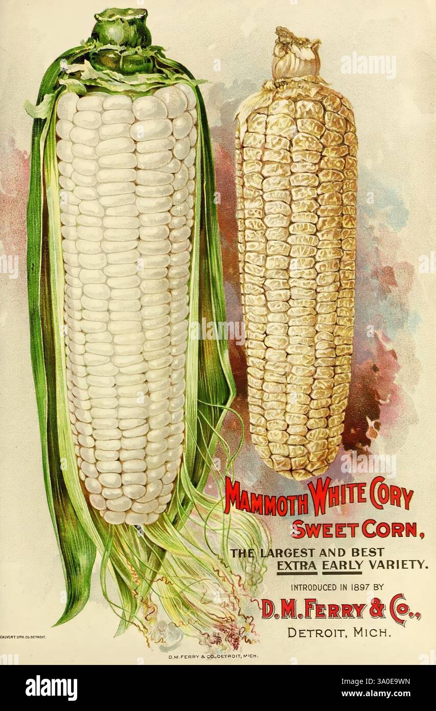 Cory Sweet Corn Hi Res Stock Photography And Images Alamy
