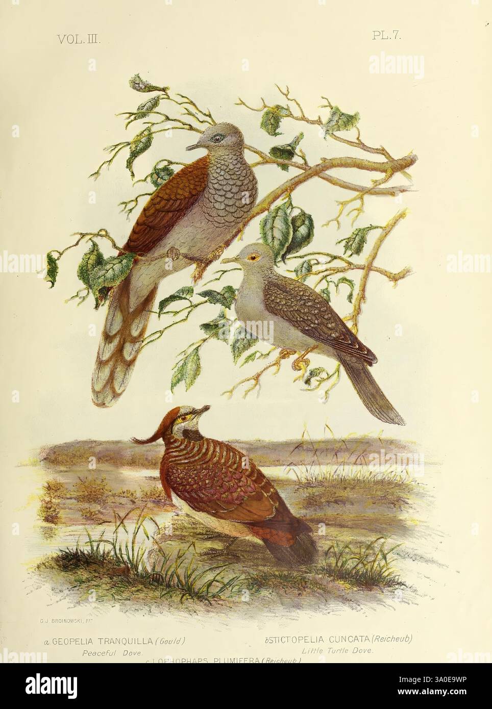 Illustration depicts three distinct bird species perched hi-res stock ...