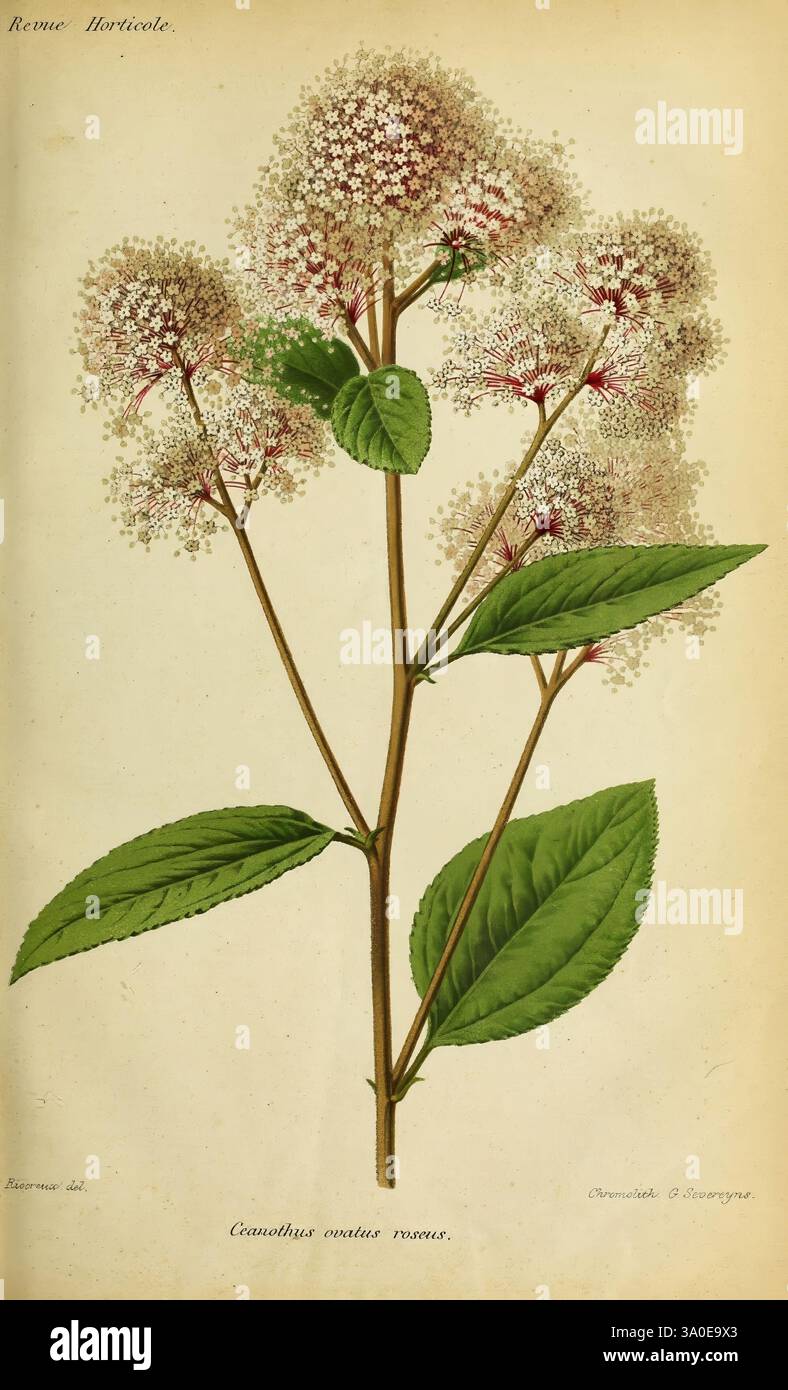 Intricate clusters of creamy white flowers hi-res stock photography and ...