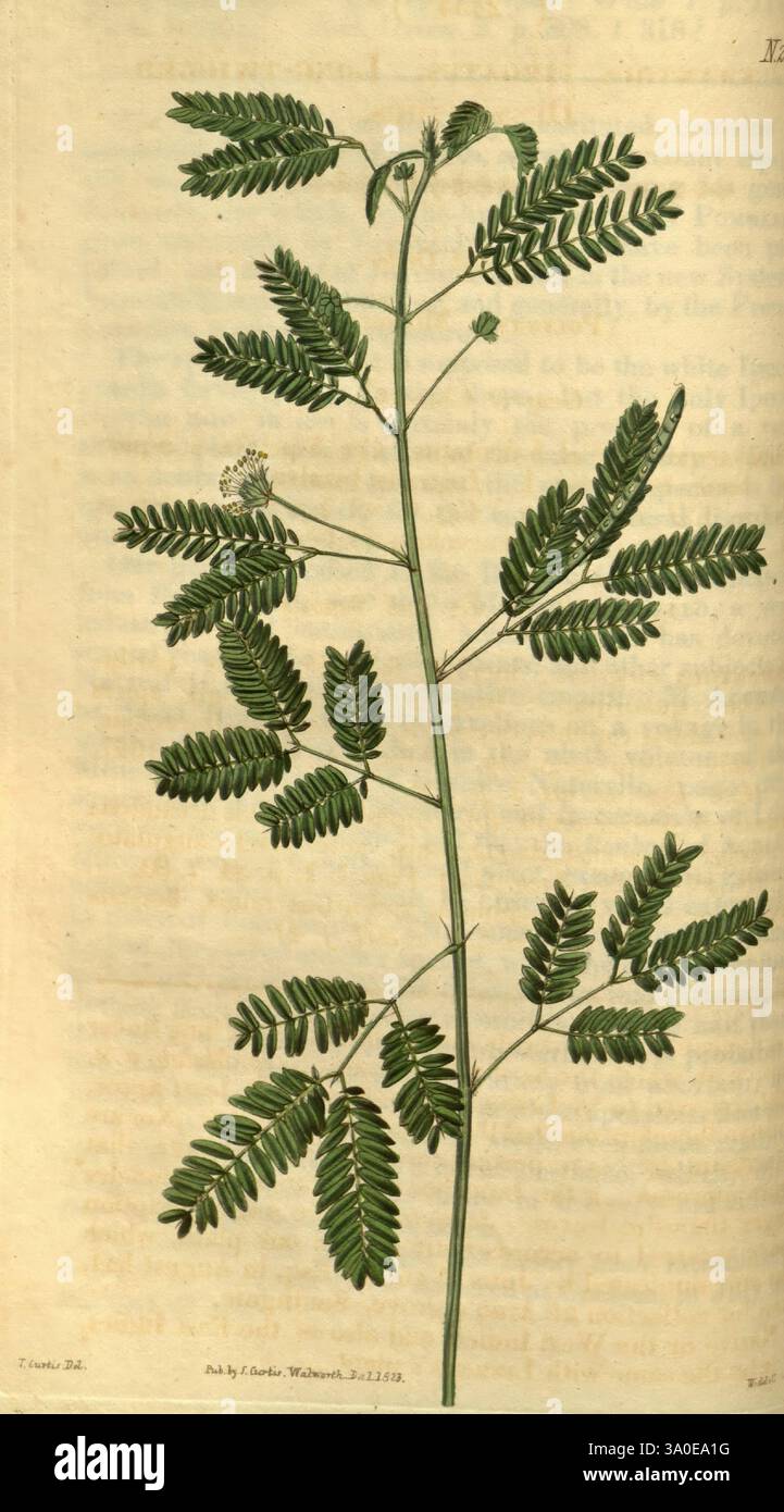 Curtis's Botanical Magazine London New York Botanical Illustration ...