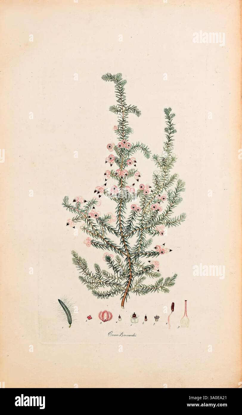 Coloured, Engravings, Of, Heaths, London, published by the author ...