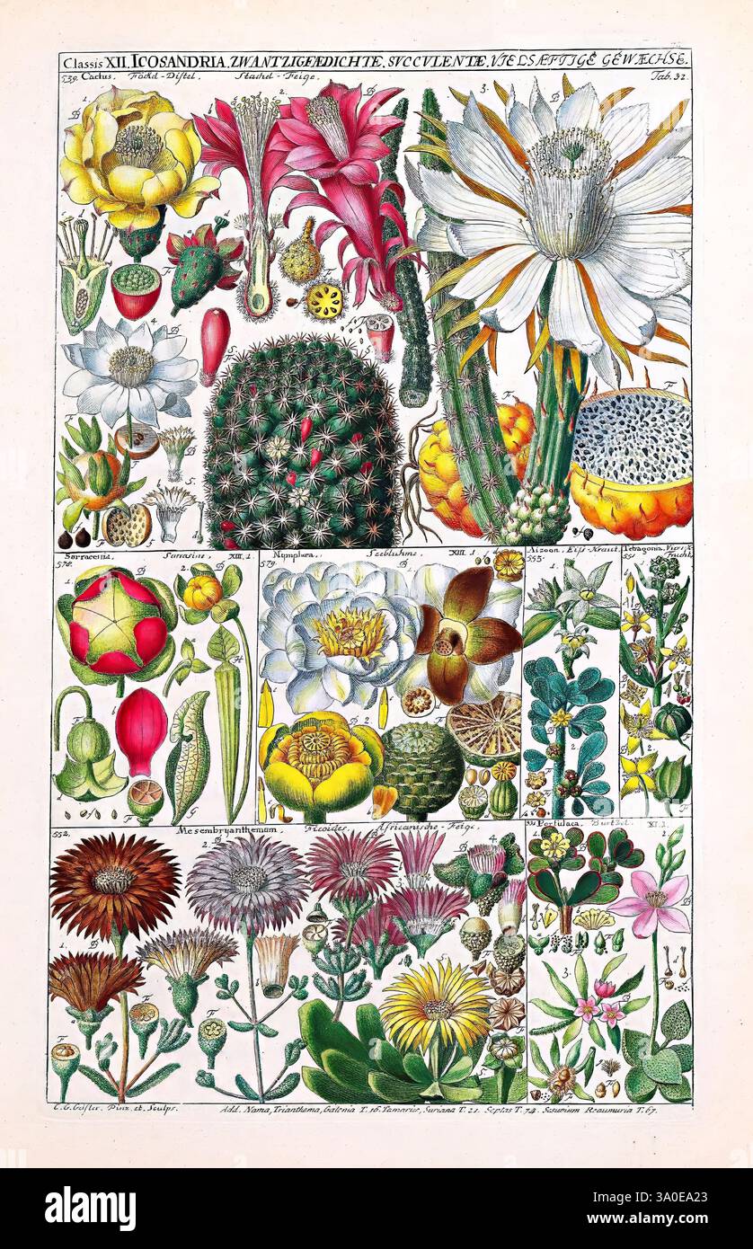 Detailed depictions of smaller flowering plants hi-res stock ...