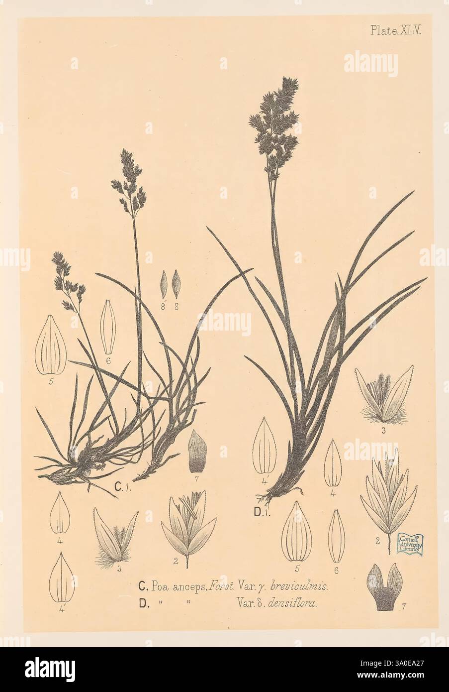 The indigenous grasses of New Zealand Wellington, N. Z, by authority, G ...
