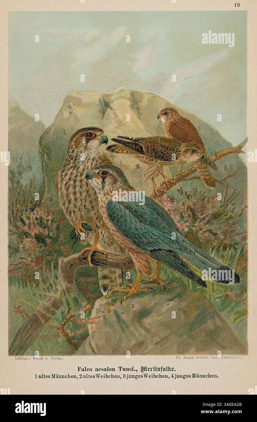 Two distinct adult birds hi-res stock photography and images - Alamy