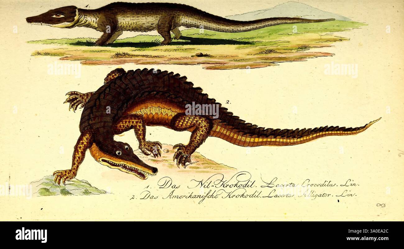 Illustration features two distinct reptilian creatures hi-res stock ...