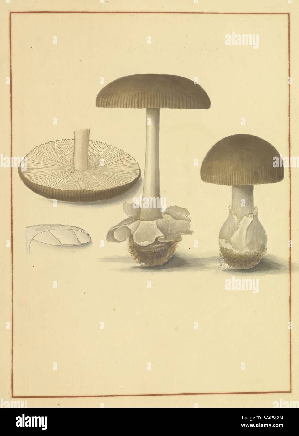 Detailed depiction of three distinct mushroom specimens hi-res stock ...