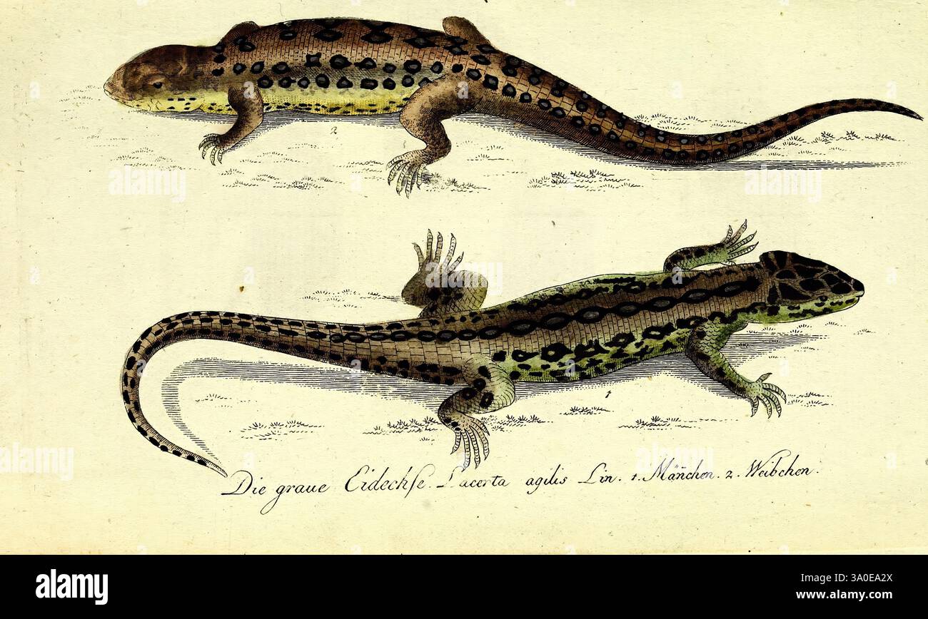 Depiction features two distinct lizard species hi-res stock photography ...
