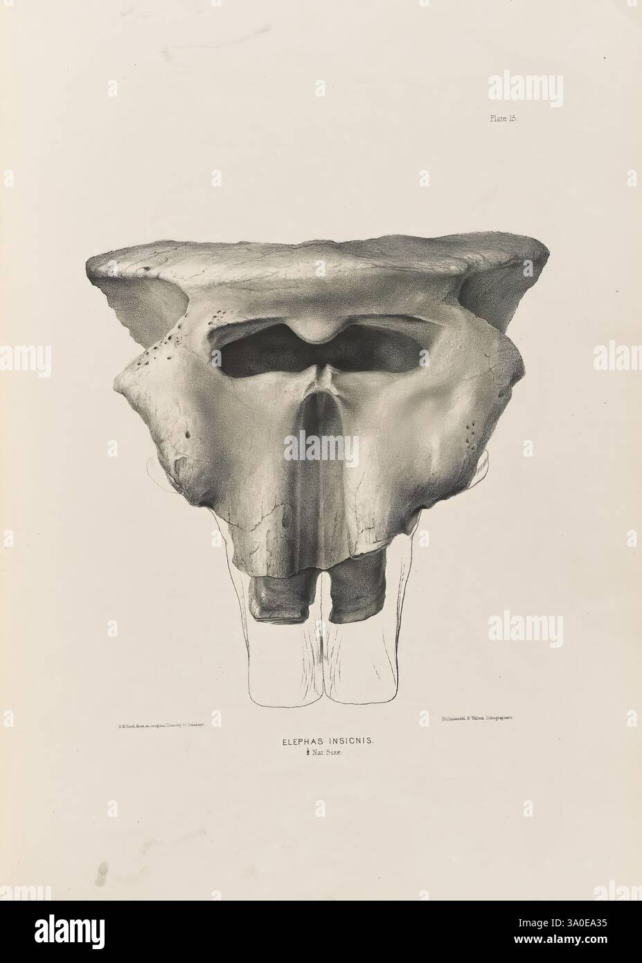 Fauna antiqua sivalensis Fossil zoology Sewalik Hills North of India ...